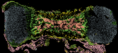 Skeletal stem cells key to stronger bones, better healing - Human ...